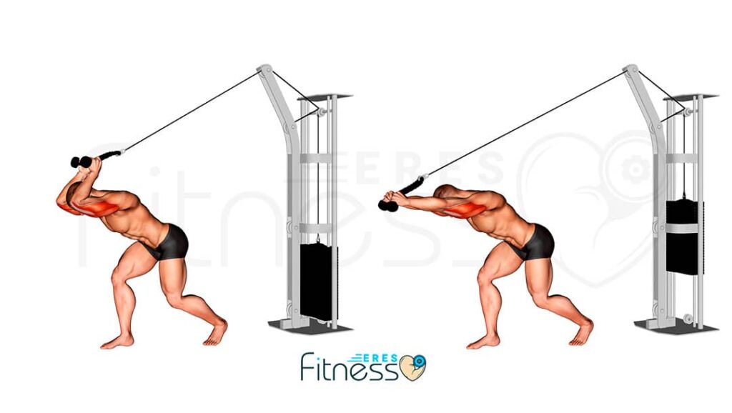 Extensión en polea con cuerda sobre la cabeza: Muscular Tríceps